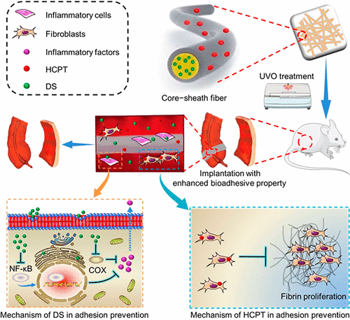 Highly Bioadhesive Polymer Membrane Continuously Releases Cytostatic ...