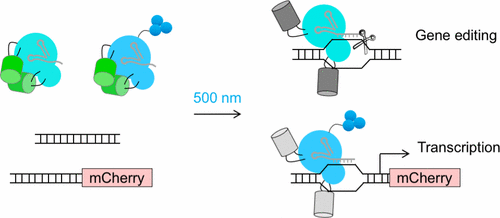 A Single-Chain Photoswitchable CRISPR-Cas9 Architecture for Light ...