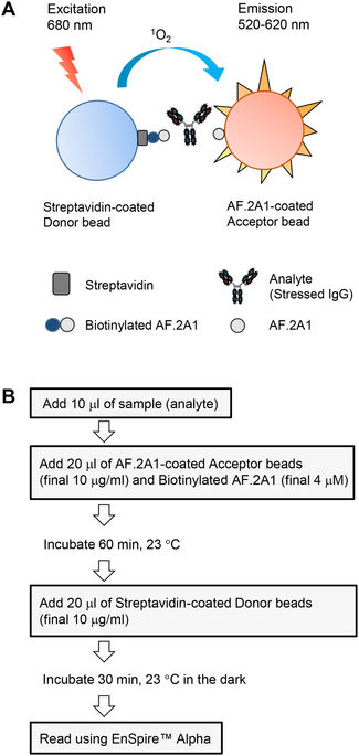 AlphaScreen-based homogeneous assay using a pair of 25-residue ...