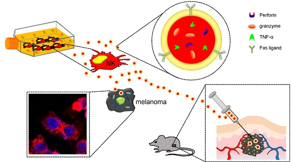 Focused Ultrasound Hyperthermia Mediated Drug Delivery Using ...