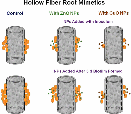 仿生空心纤维膜对ZnO和CuO纳米颗粒暴露的植物有益的生物膜,Journal of Agricultural and Food ...