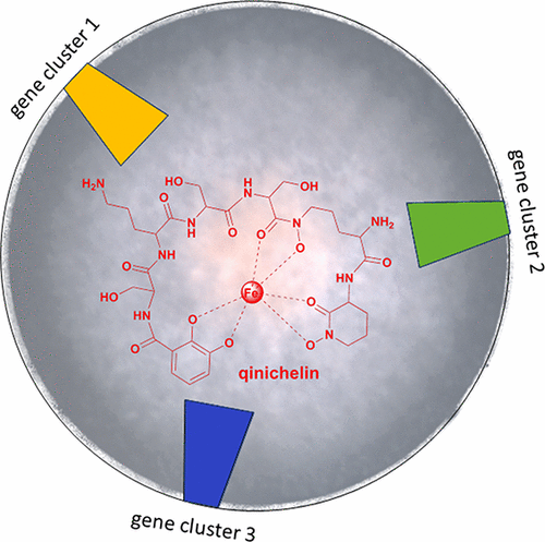 Intertwined Precursor Supply during Biosynthesis of the Catecholate ...