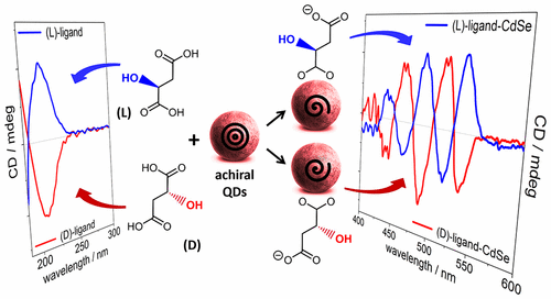 CdSe Quantum Dots Functionalized with Chiral, Thiol-Free Carboxylic ...