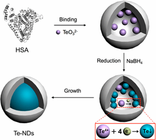 Bifunctional Tellurium Nanodots for Photo-Induced Synergistic Cancer ...