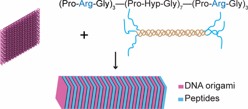 Structurally Ordered Nanowire Formation from Co-Assembly of DNA Origami ...