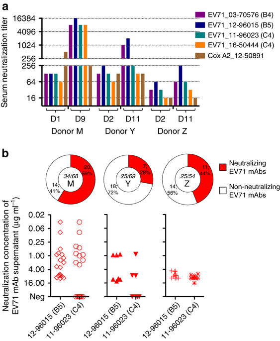 Epitope-associated and specificity-focused features of EV71 ...