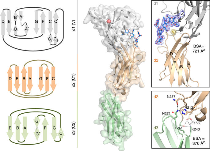 人类 CD22 功能和治疗靶向的分子基础。,Nature Communications - X-MOL