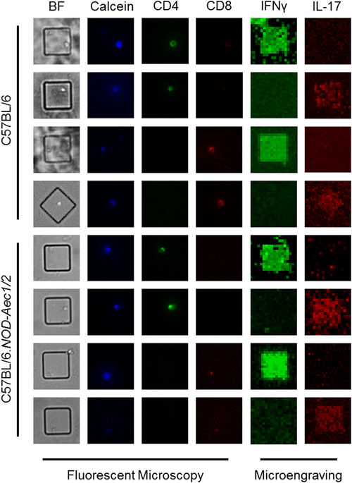 Single Cell Analysis Reveals Sexually Dimorphic Repertoires Of