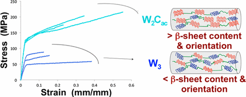 Structural and Mechanical Roles for the C-Terminal Nonrepetitive Domain ...