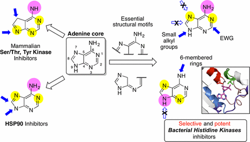Rational Design of Selective Adenine-Based Scaffolds for Inactivation ...