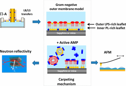 Disruption of Asymmetric Lipid Bilayer Models Mimicking the Outer Membrane of Gram-Negative ...