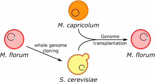 Cloning and Transplantation of the Mesoplasma florum Genome,ACS Synthetic Biology - X-MOL