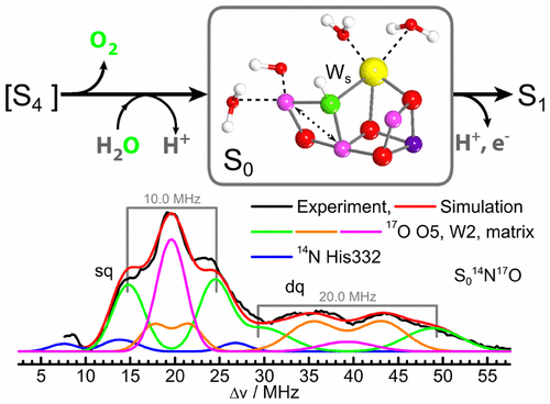 The First State in the Catalytic Cycle of the Water-Oxidizing Enzyme ...