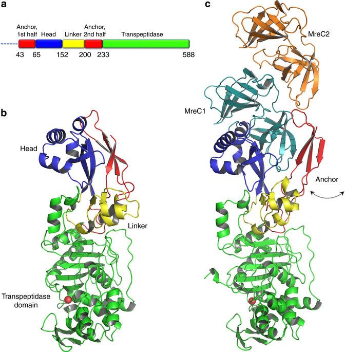 Molecular architecture of the PBP2-MreC core bacterial cell wall ...