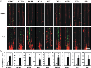 In roots of Arabidopsis thaliana, the damage-associated molecular ...