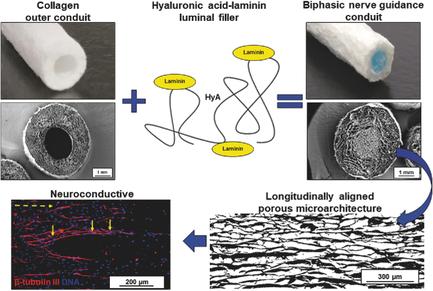 A Physicochemically Optimized and Neuroconductive Biphasic Nerve ...