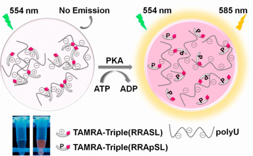 Facile and Sensitive Method for Protein Kinase A Activity Assay Based ...