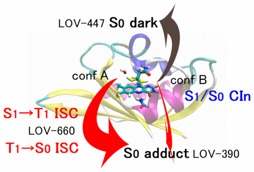 Dual Photochemical Reaction Pathway in Flavin-Based Photoreceptor LOV ...