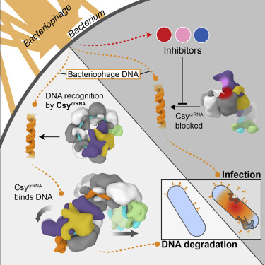 Cryo-EM Structures Reveal Mechanism and Inhibition of DNA Targeting by ...