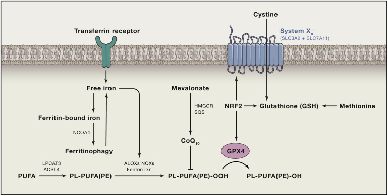 Ferroptosis: A Regulated Cell Death Nexus Linking Metabolism, Redox ...