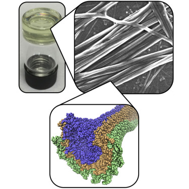 Scrolling of Supramolecular Lamellae in the Hierarchical Self-Assembly of Fibrous Gels,Chem - X-MOL