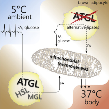 Cold-Induced Thermogenesis Depends on ATGL-Mediated Lipolysis in ...
