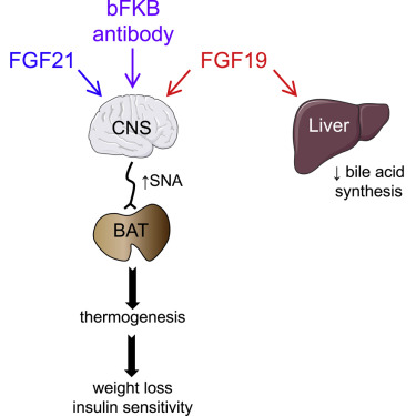 FGF19, FGF21, and an FGFR1/β-Klotho-Activating Antibody Act on the ...