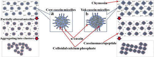 Rennet-induced coagulation properties of yak casein micelles: A ...