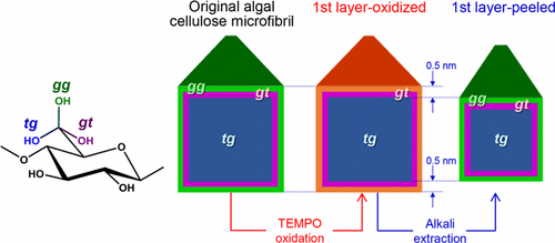 Different Conformations of Surface Cellulose Molecules in Native ...