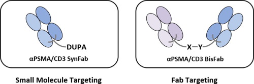 PSMA-targeted bispecific Fab conjugates that engage T cells,Bioorganic ...