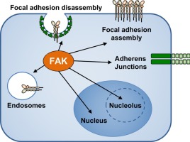 Focal adhesion kinase signaling in unexpected places,Current Opinion in ...