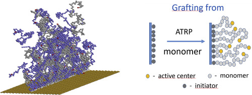 Growth of polymer brushes by “grafting from” via ATRP – Monte Carlo ...
