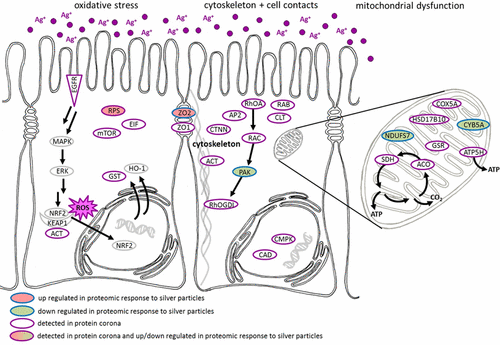 Protein Corona Analysis of Silver Nanoparticles Links to Their Cellular Effects,Journal of ...