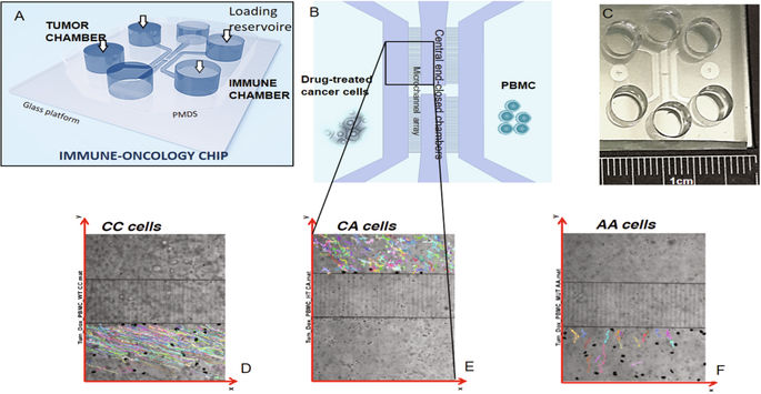 Organs on chip approach: a tool to evaluate cancer -immune cells ...