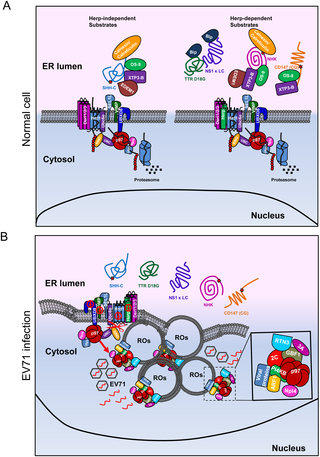 Enterovirus 71 protease 2Apro and 3Cpro differentially inhibit the ...