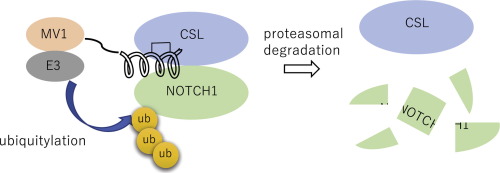 Development of a peptide-based inducer of protein degradation targeting ...