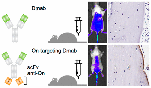 Bispecific Antibody Binding To RANKL and Osteonectin with Enhanced ...