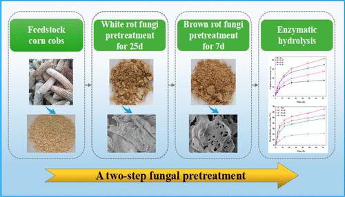 Efficient Short Time White Rot–Brown Rot Fungal Pretreatments for the ...