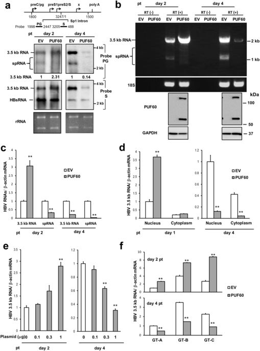 Involvement of PUF60 in Transcriptional and Post-transcriptional ...