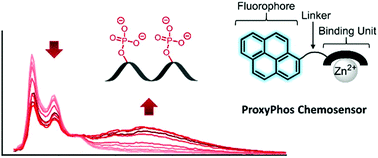 用于检测近端磷酸化和其他磷酸盐种类的ProxyPhos化学传感器的结构-活性关系研究,Analyst - X-MOL