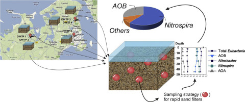 Density and distribution of nitrifying guilds in rapid sand filters for ...
