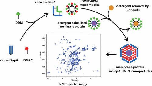 An Adaptable Phospholipid Membrane Mimetic System for Solution NMR ...