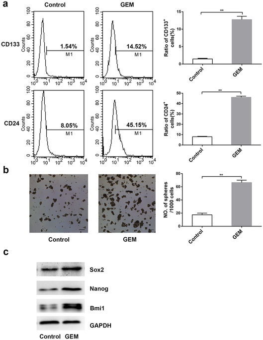 Mechanistic Evaluation and Translational Signature of Gemcitabine-induced Chemoresistance by ...