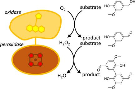 Creating Oxidase–Peroxidase Fusion Enzymes as a Toolbox for Cascade ...