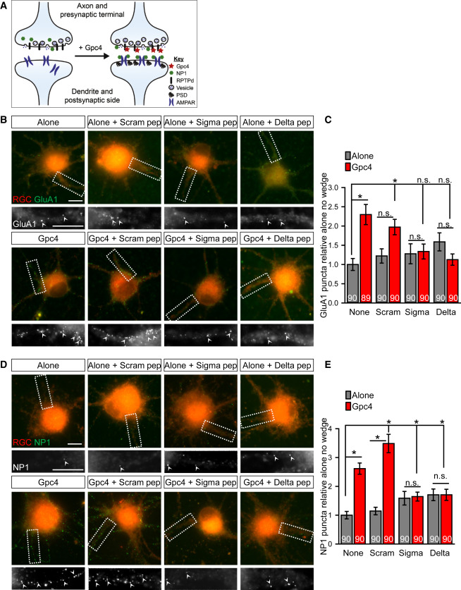星形胶质细胞分泌的 Glypican 4 调节神经元 Pentraxin 1 从轴突释放以诱导功能性突触形成。,Neuron - X-MOL