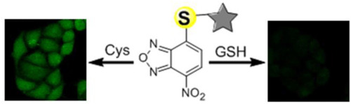 Design and synthesis of NBD-S-dye dyads for fluorescently ...
