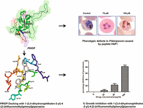 Exploring Heme and Hemoglobin Binding Regions of Plasmodium Heme ...