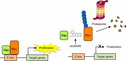 Targeted Disruption of Myc–Max Oncoprotein Complex by a Small Molecule ...