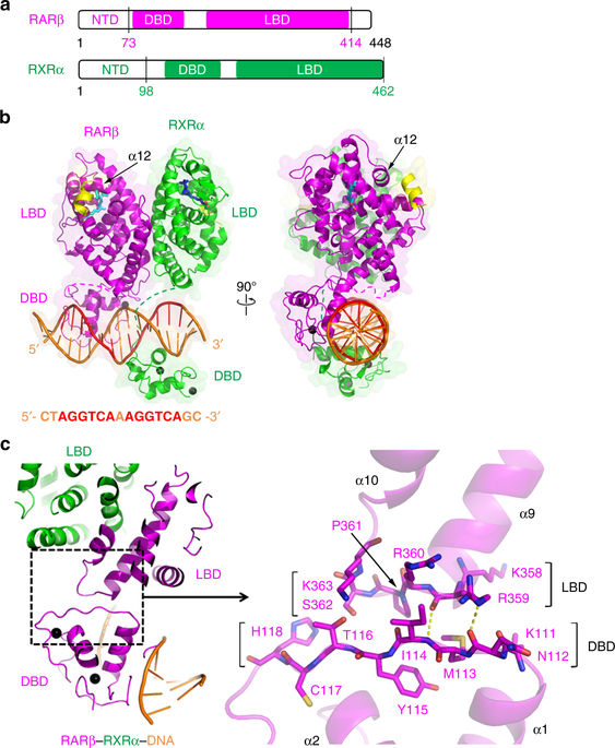 The quaternary architecture of RARβ-RXRα heterodimer facilitates domain ...