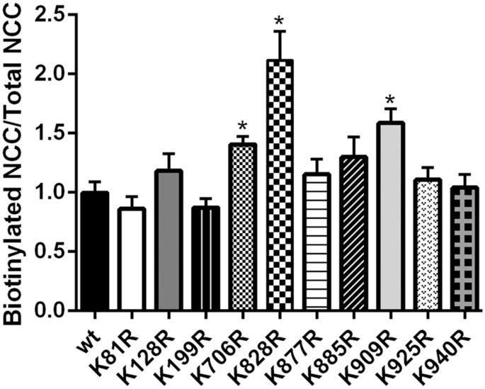 The thiazide sensitive sodium chloride co-transporter NCC is modulated ...
